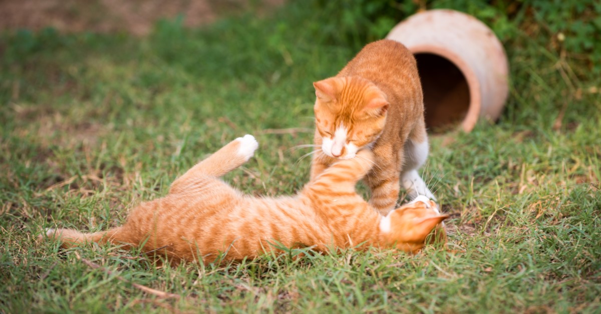 How to Keep Your Cats From Fighting | Advice for Pet Owners