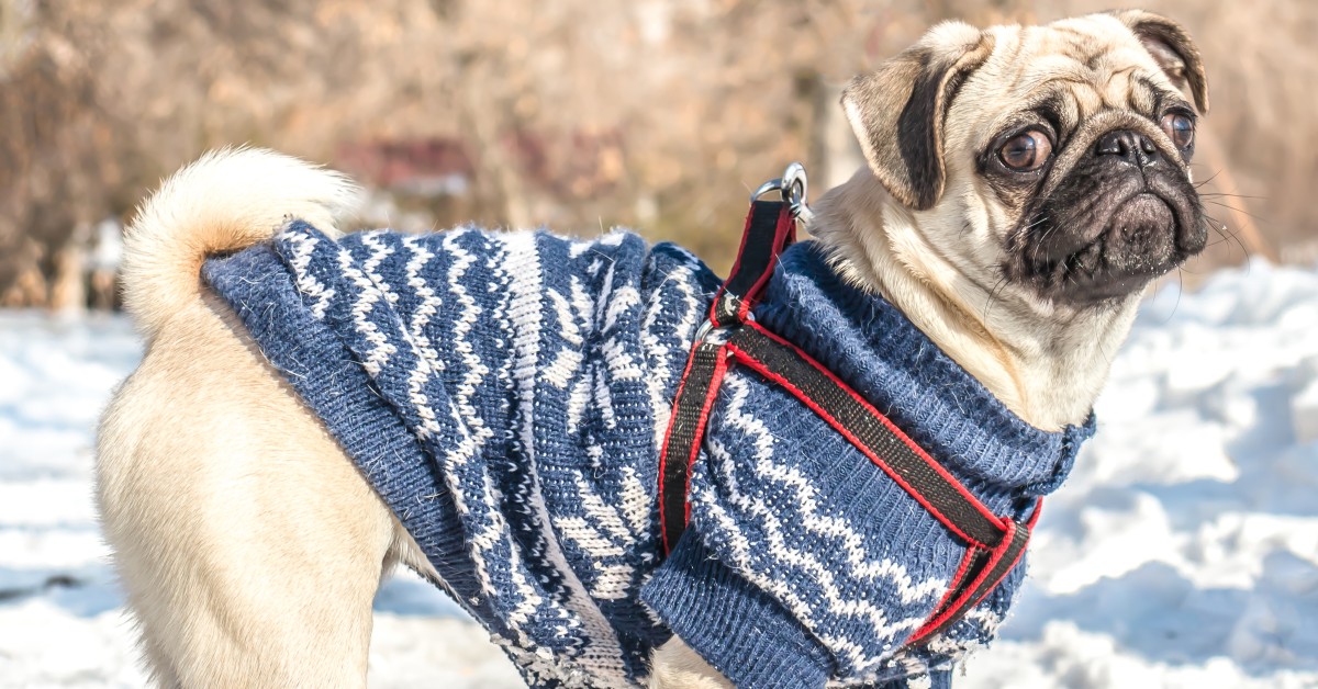 Winter Pet Care Tips | Preventing Matting & Shedding During Sweater Season