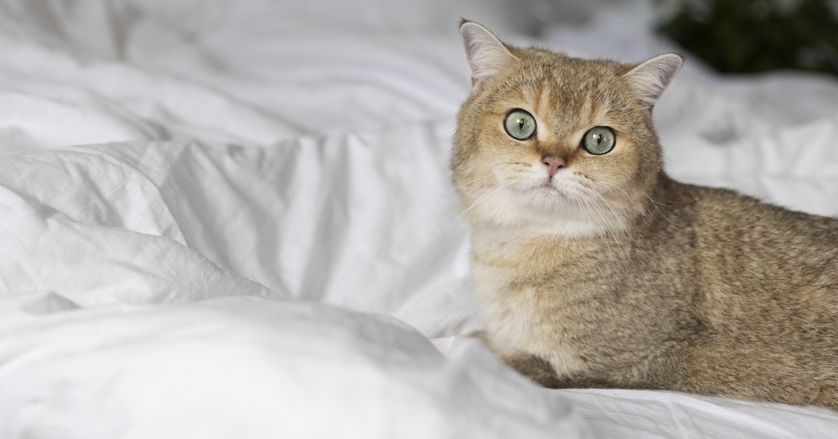 Health Facts About Munchkin Cats