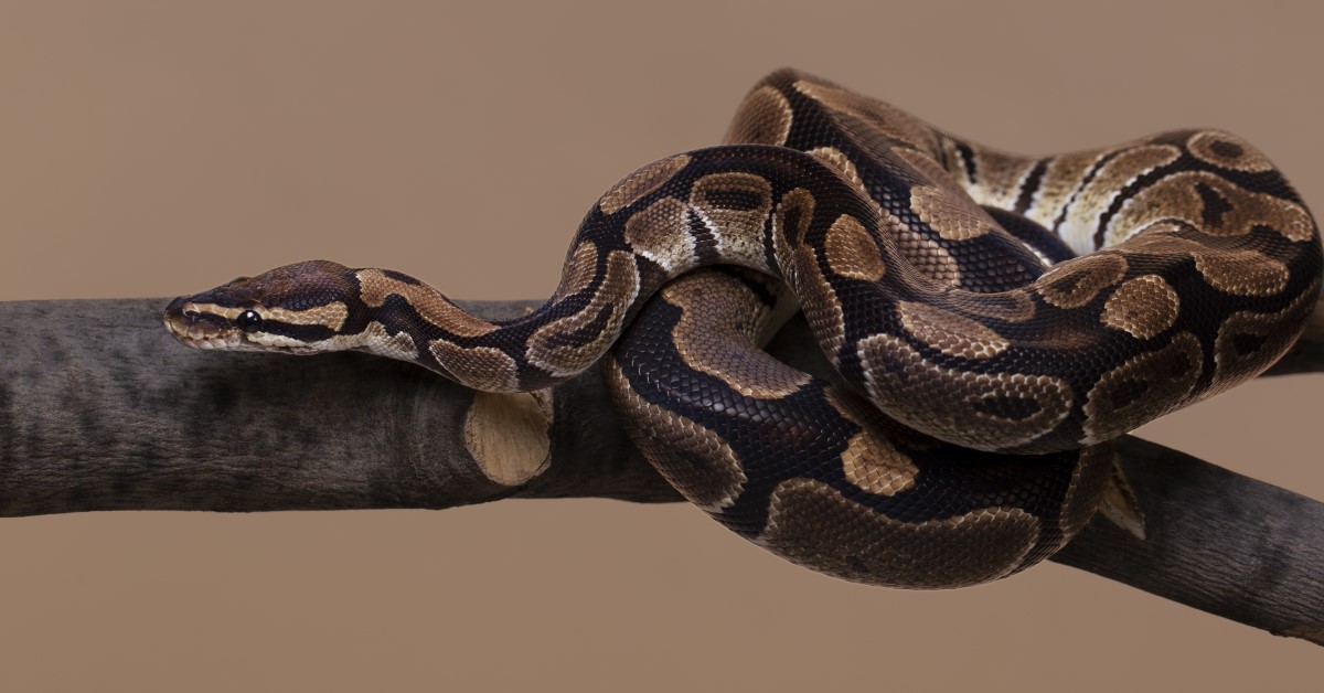 Types of Snakes That Are Safe to Keep as Pets