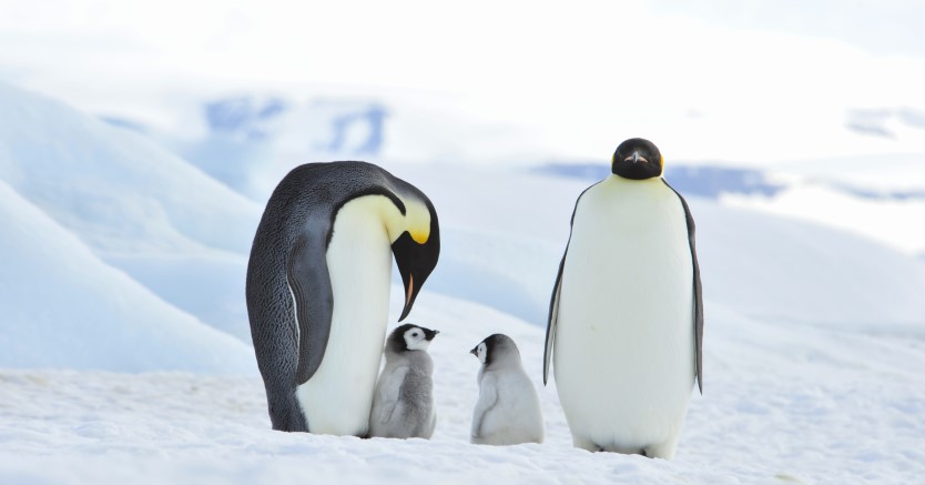 Ask Dr. Jenn | Do Penguins Live at the North Pole or the South Pole