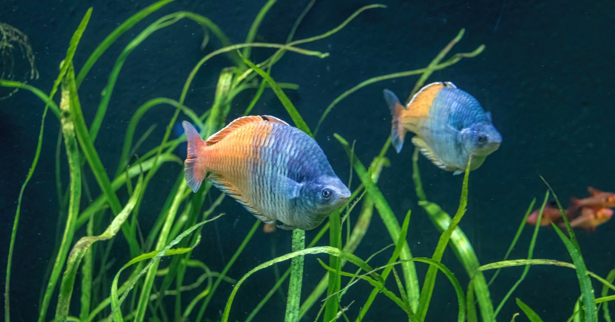 Meet the Rainbowfish | A Colorful Dazzler for Your Freshwater Aquarium