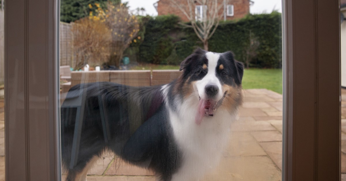 Best Pet Doors for Your Home | Smart Dog Doors, Walk Throughs & More