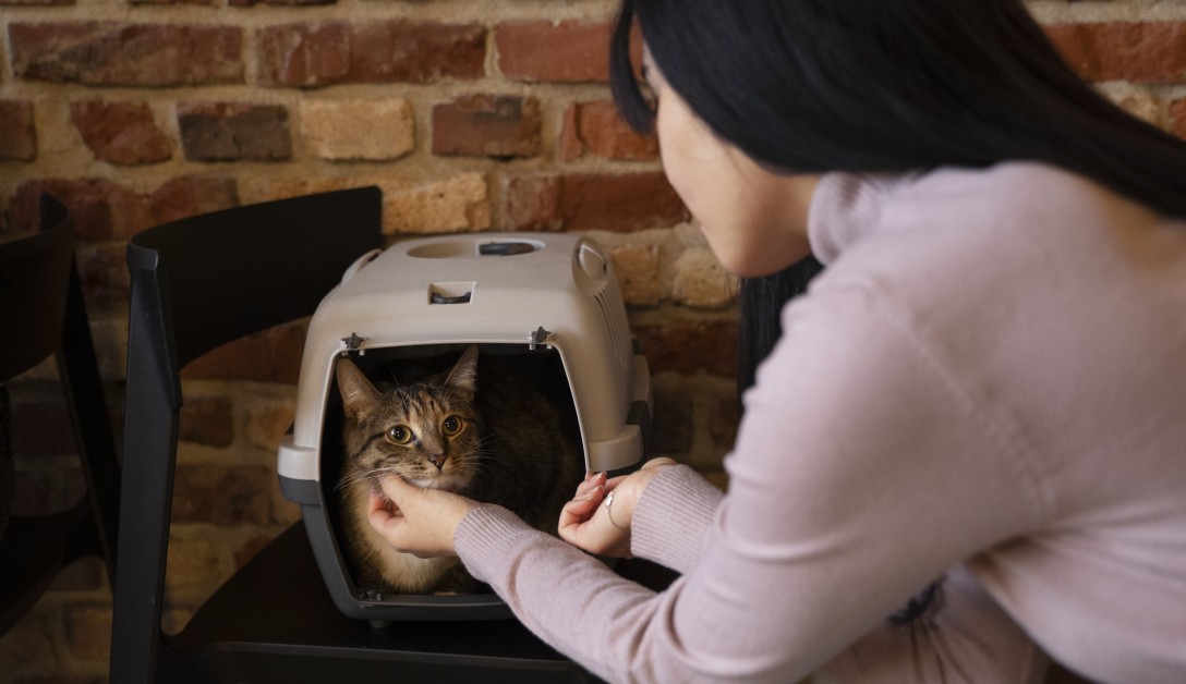 Communicating With Your Cat | A Guide for Humans