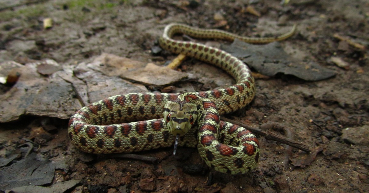 Thyroid Disease in Dogs | Signs, Symptoms & Treatment