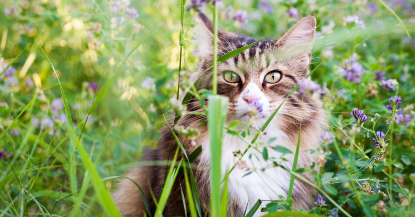 Cat Safe Plants for Your Spring Garden | Ask Dr. Jenn