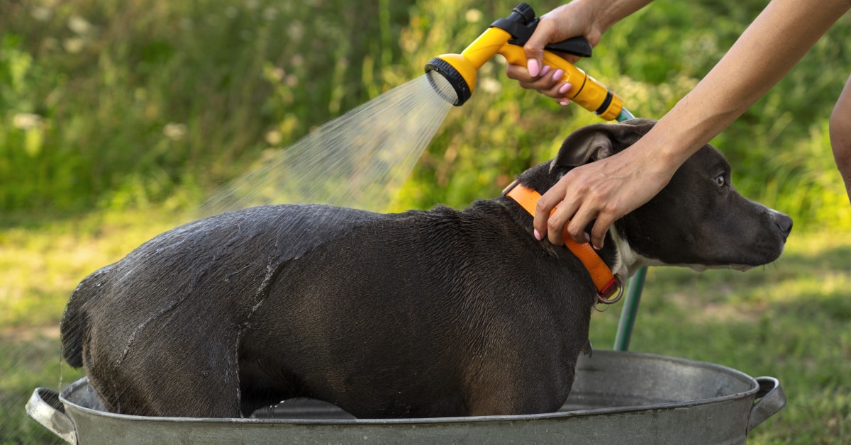 Tips on Getting That Skunk Smell Off Your Dog