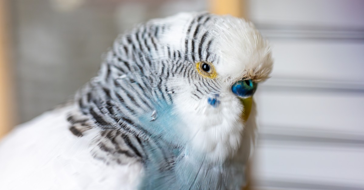 Feather Loss in Budgies | Causes and Solutions for Bird Owners