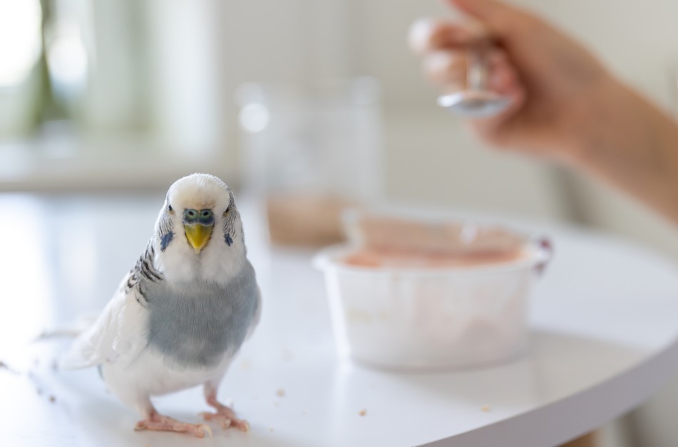 Bird-Proof Your Home | Safety Tips Before Opening That Cage Door