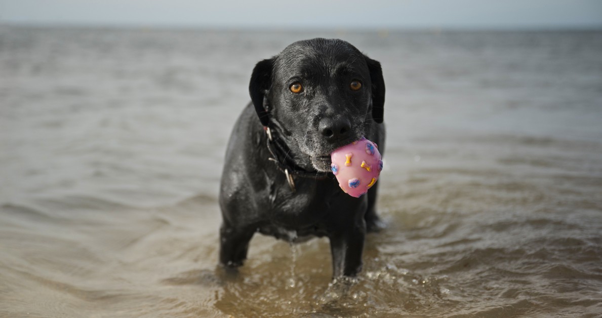 The Coolest Summer Pet Safety Tips for Dogs and Cats