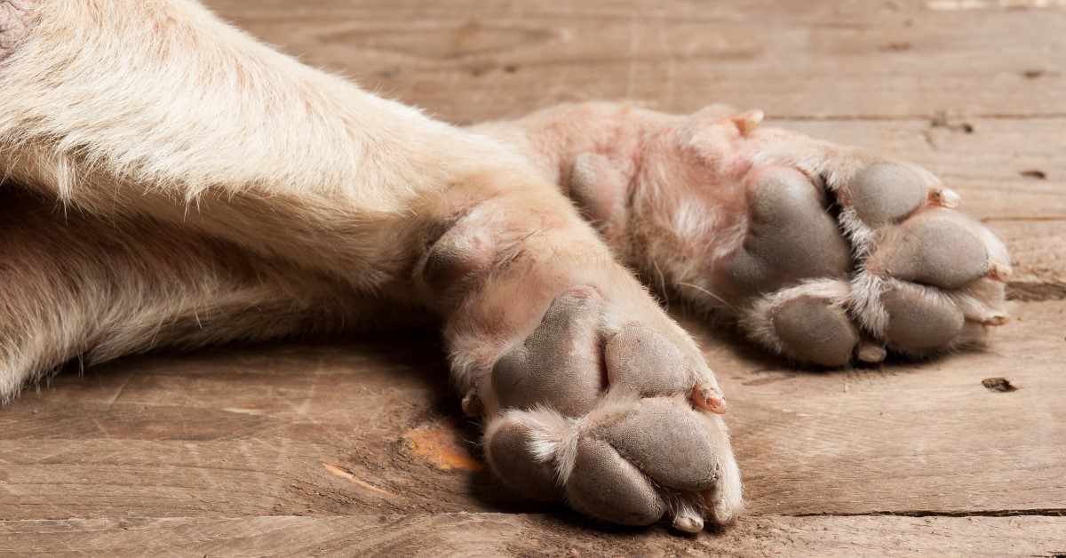 Why Dogs Lick Their Paws | Excessive Dog Paw Licking Explained