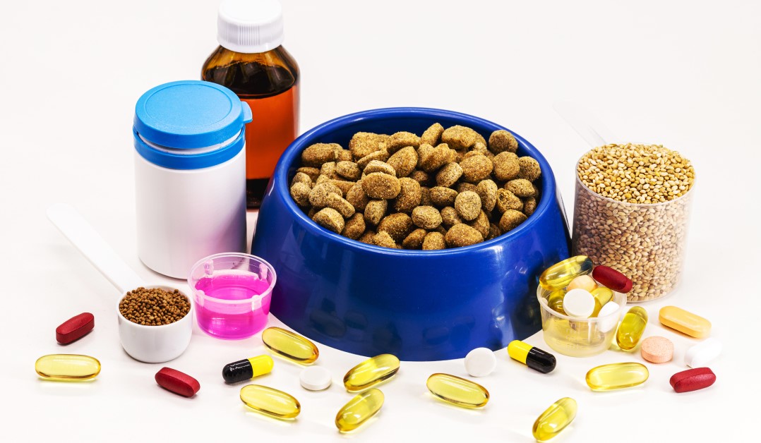 Key Facts About Dog Vitamins and Supplements for Healthy Nutrition