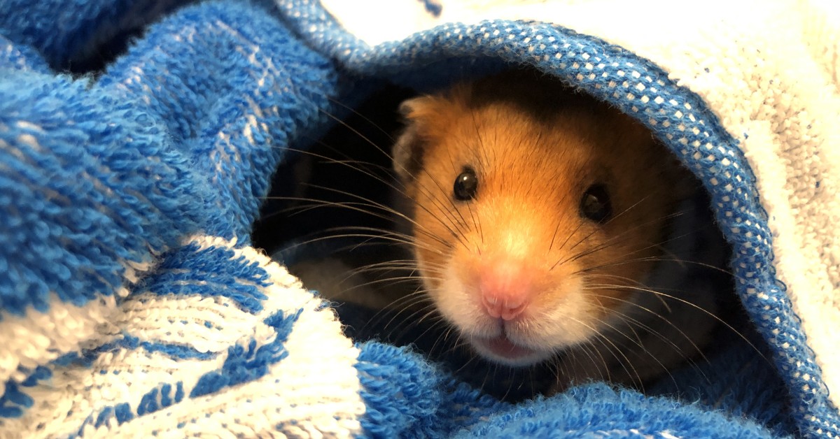Do Hamsters Hibernate? Recognizing Winter Stress In Cold Weather