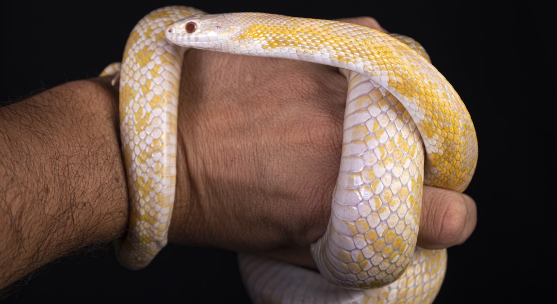 Types of Snakes That Are Safe to Keep as Pets