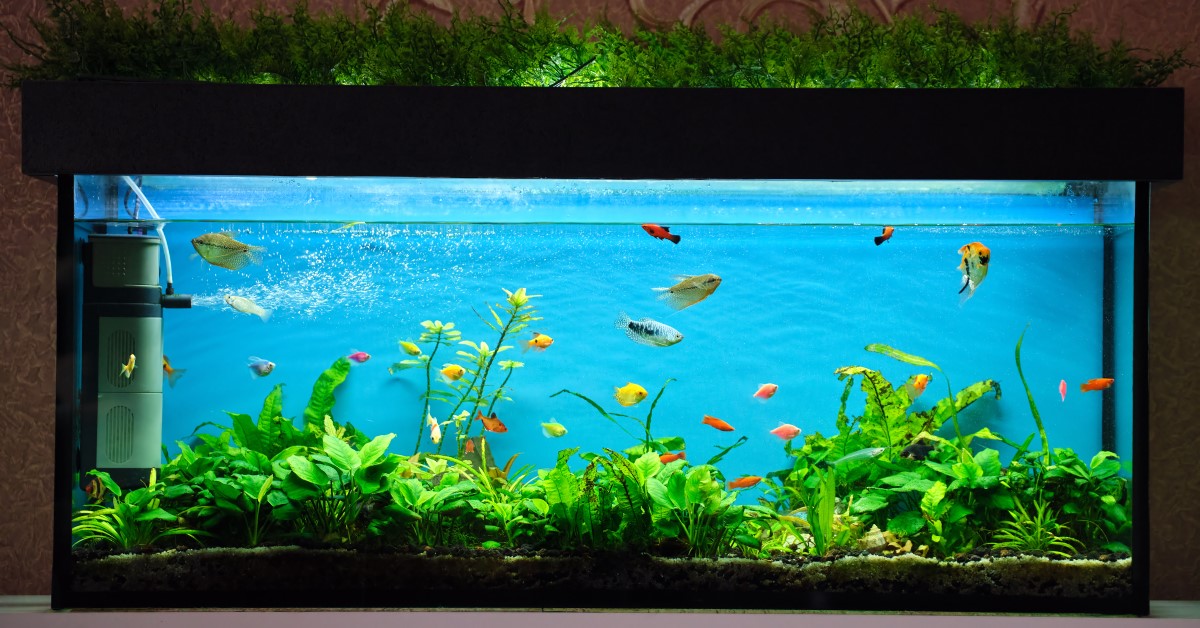 Choosing Fish For Your Saltwater Aquarium | Compatible Tropical ...